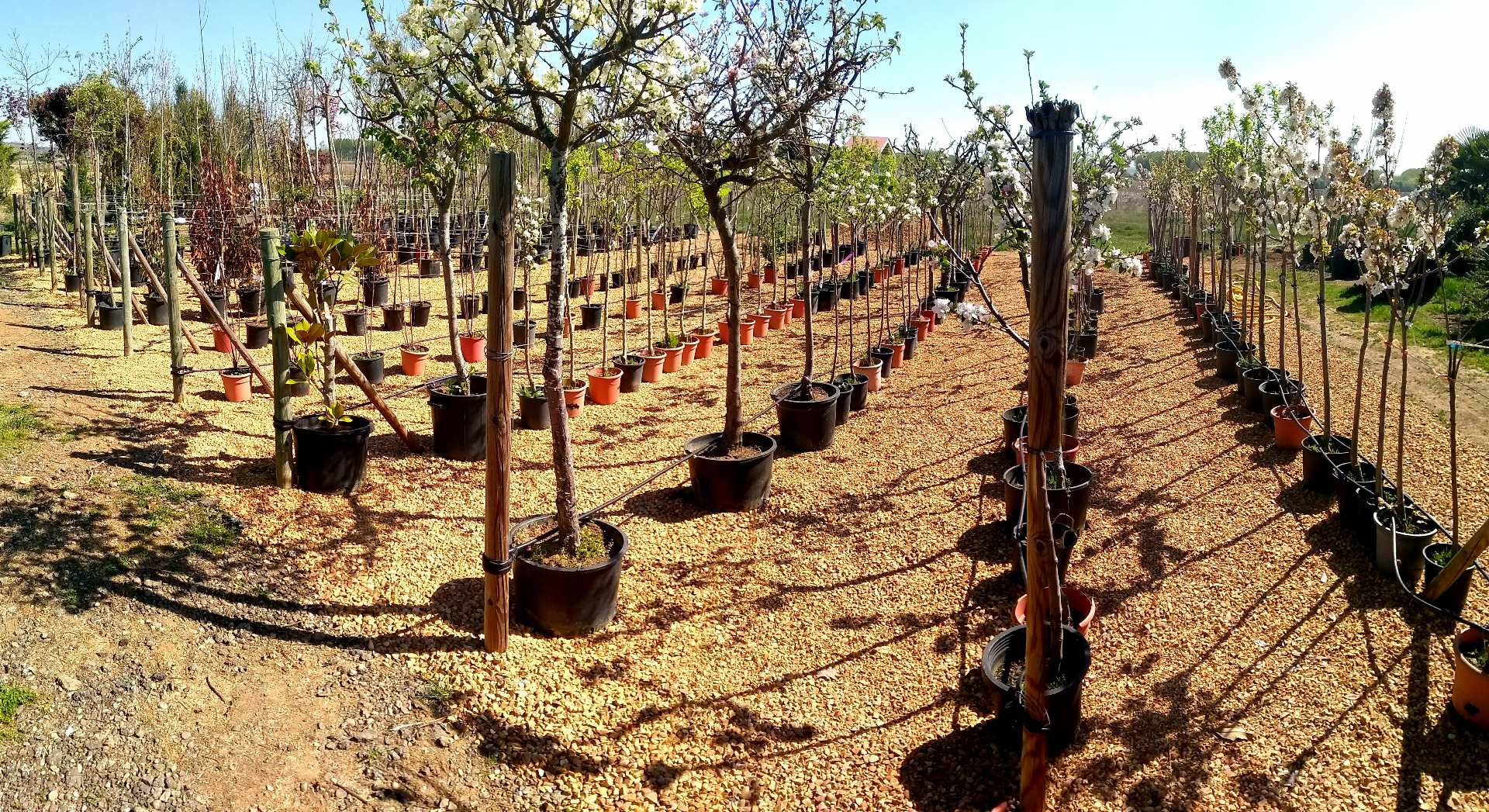 Contacto :: Ecoplant viveros del órbigo